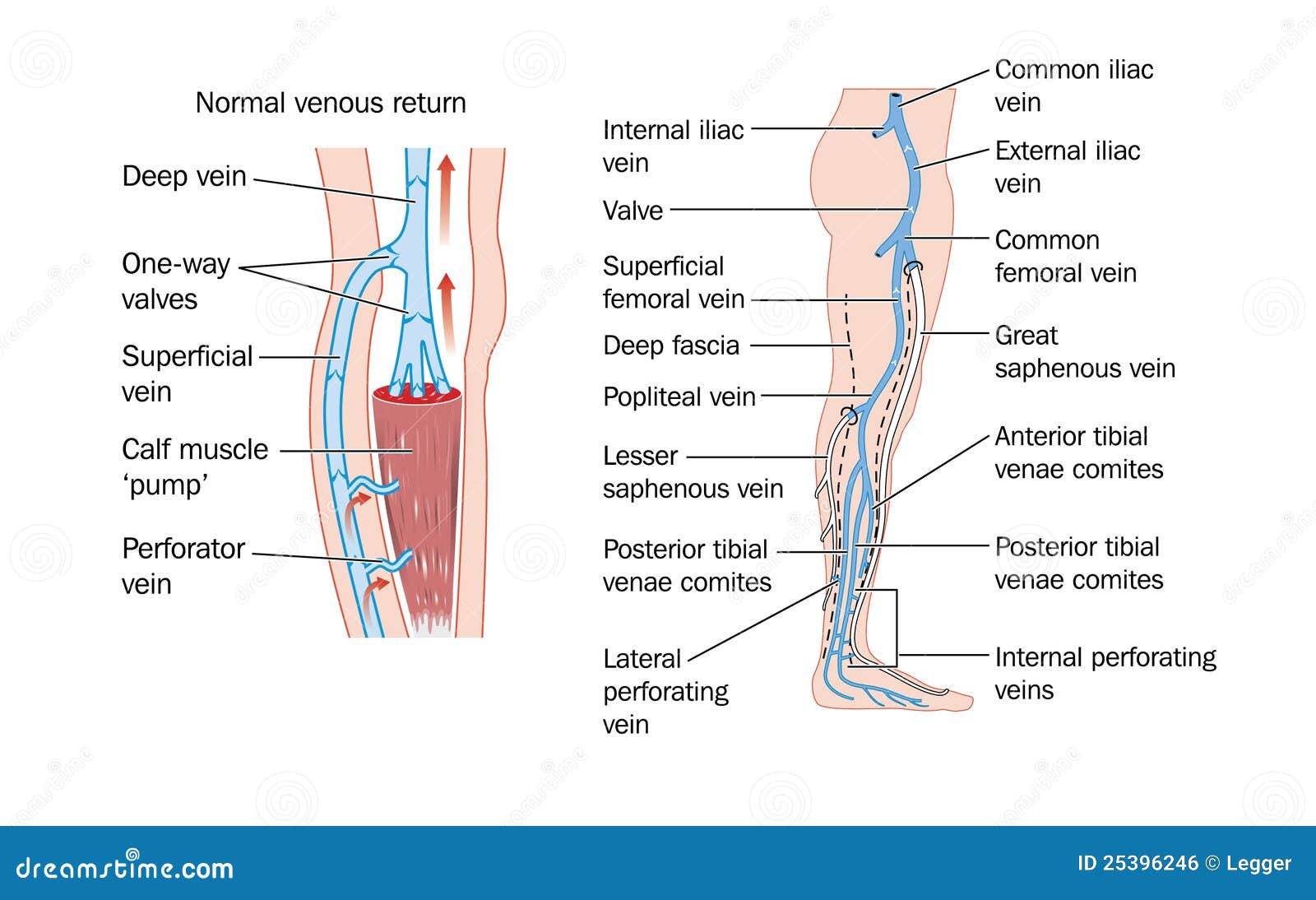 De aders van het been vector illustratie. Illustration of klep - 25396246