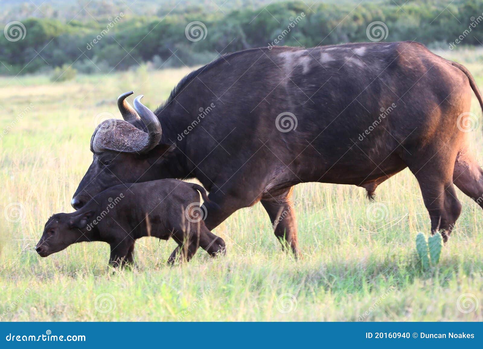 De Afrikaanse Baby Van Buffels Stock Foto - Image of zoogdier ...