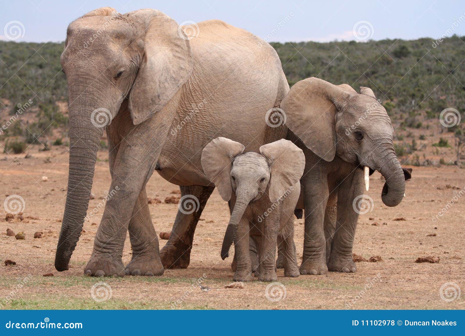 De Afrikaanse Baby Van De Olifant Stock Foto - Image of reusachtig ...