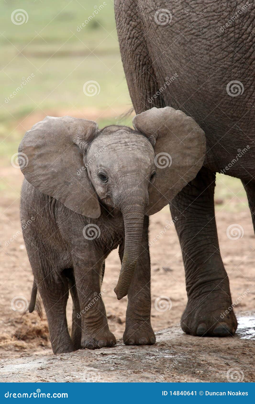 De Afrikaanse Baby Van De Olifant Stock Afbeelding - Image of afrikaans ...