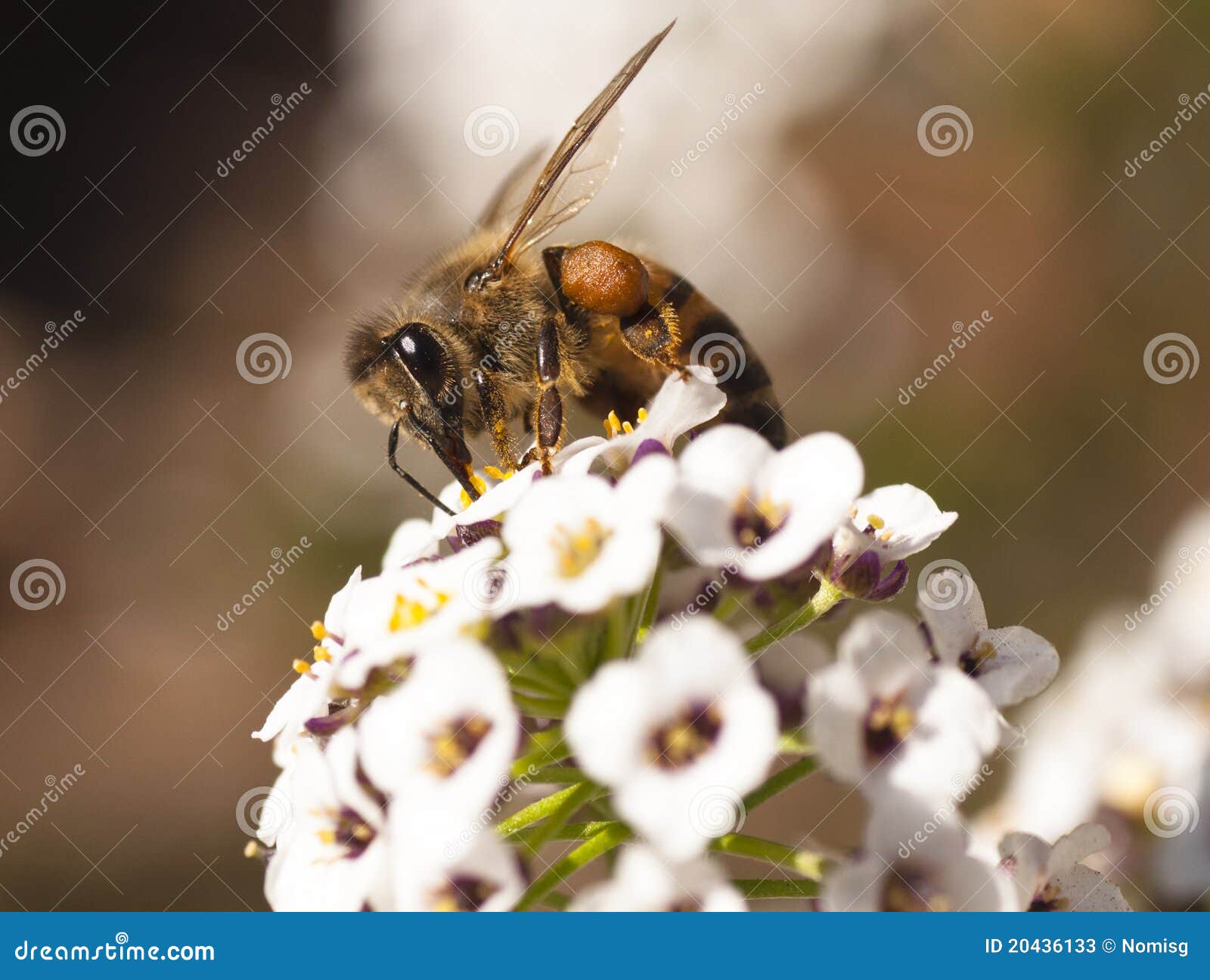 De Afrikaanse Bij Van De Honing Op Witte Bloem Stock Afbeelding - Image ...