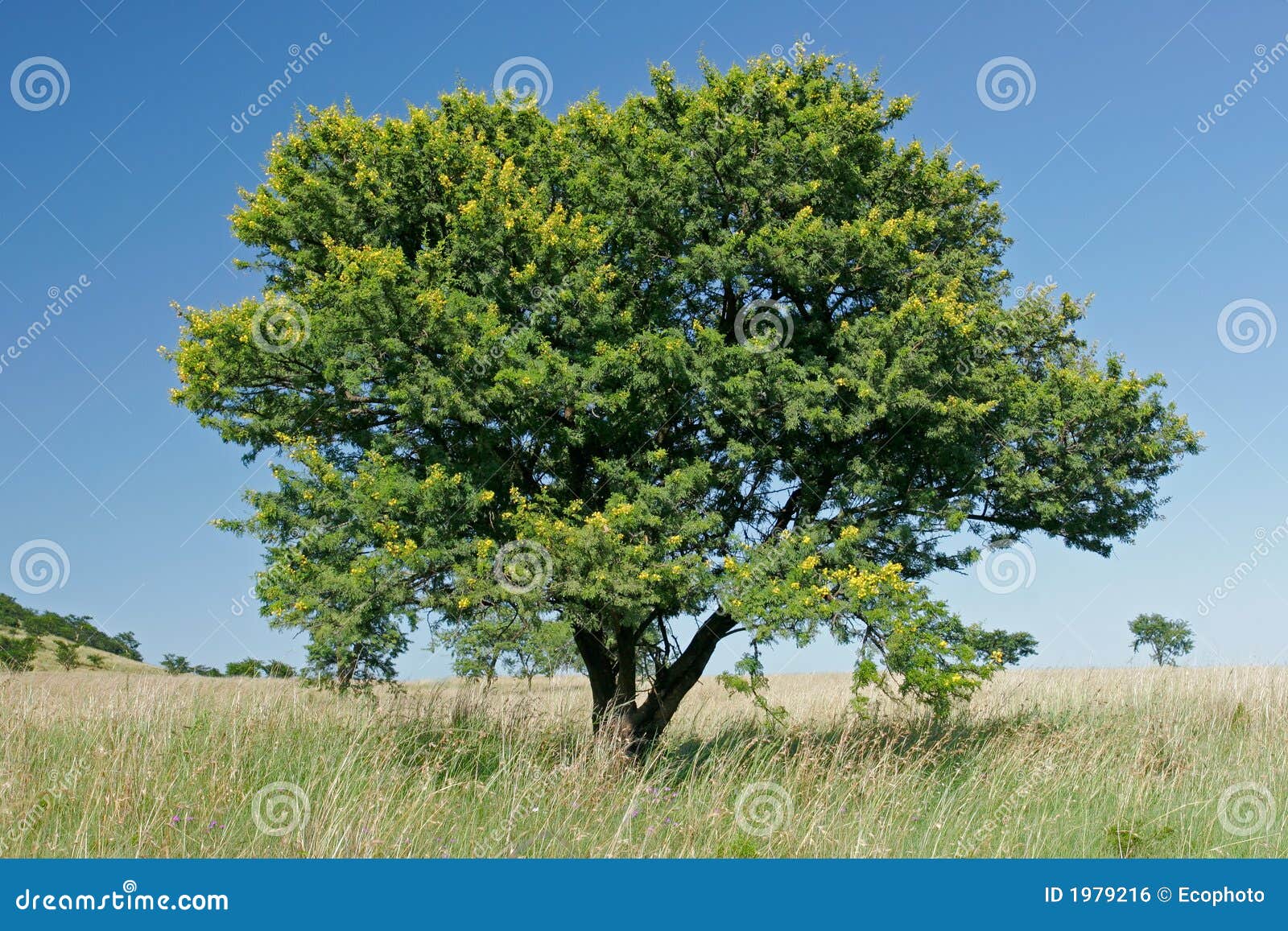 De Afrikaanse Boom Van De Acacia Stock Foto - Image of horizon, groei ...