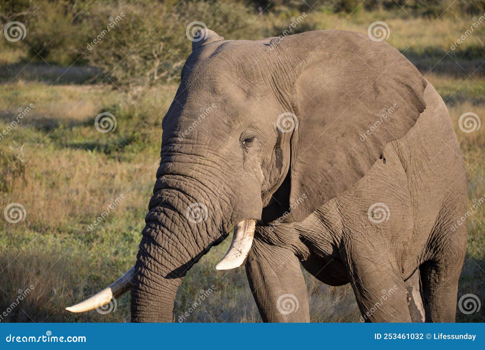 De Afrikaanse Olifant is Het Grootste Zoogdier Ter Wereld En Een Van De ... De Afrikaanse Olifant is Het Grootste Zoogdier Ter Wereld En Een Van De ...