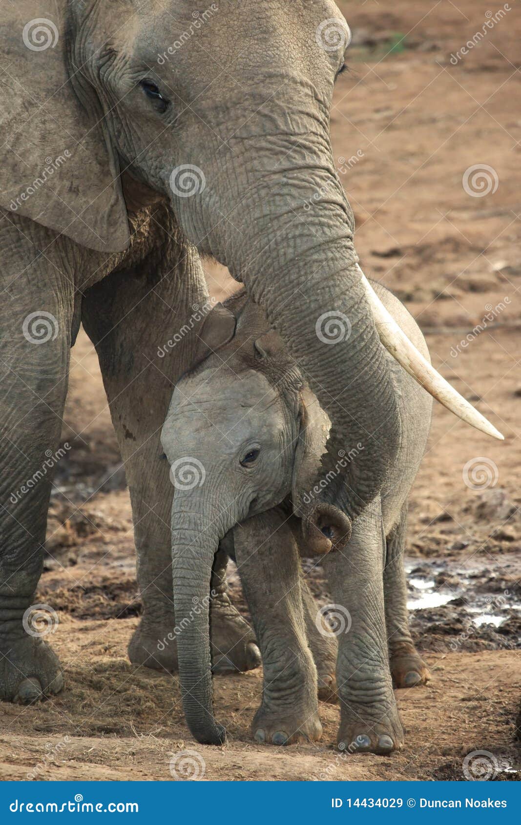 De Afrikaanse Olifant Van De Baby Stock Afbeelding - Image of afrikaans ...