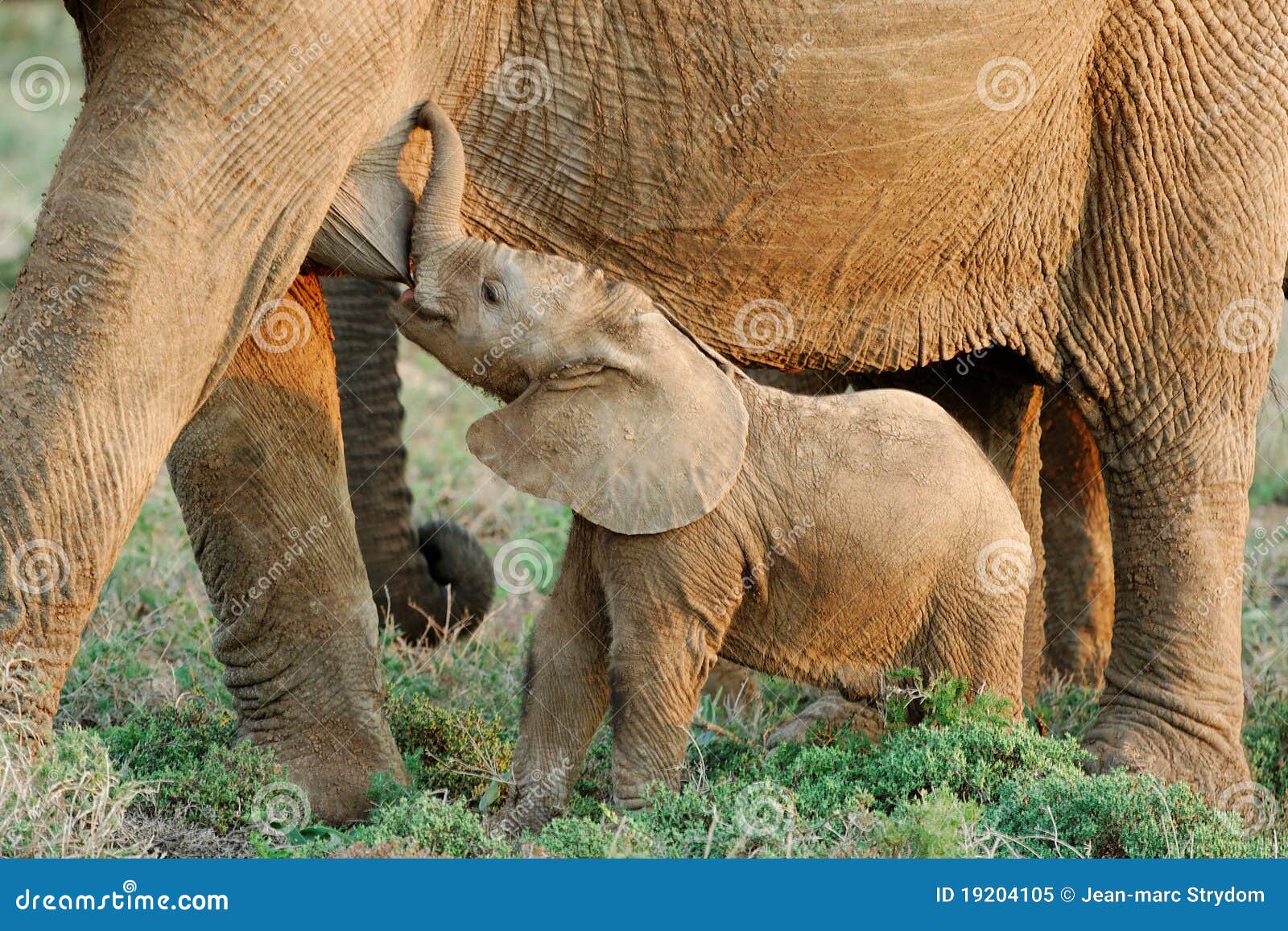 De Afrikaanse Olifant Van De Baby Van De Zuigeling Stock Afbeelding ...