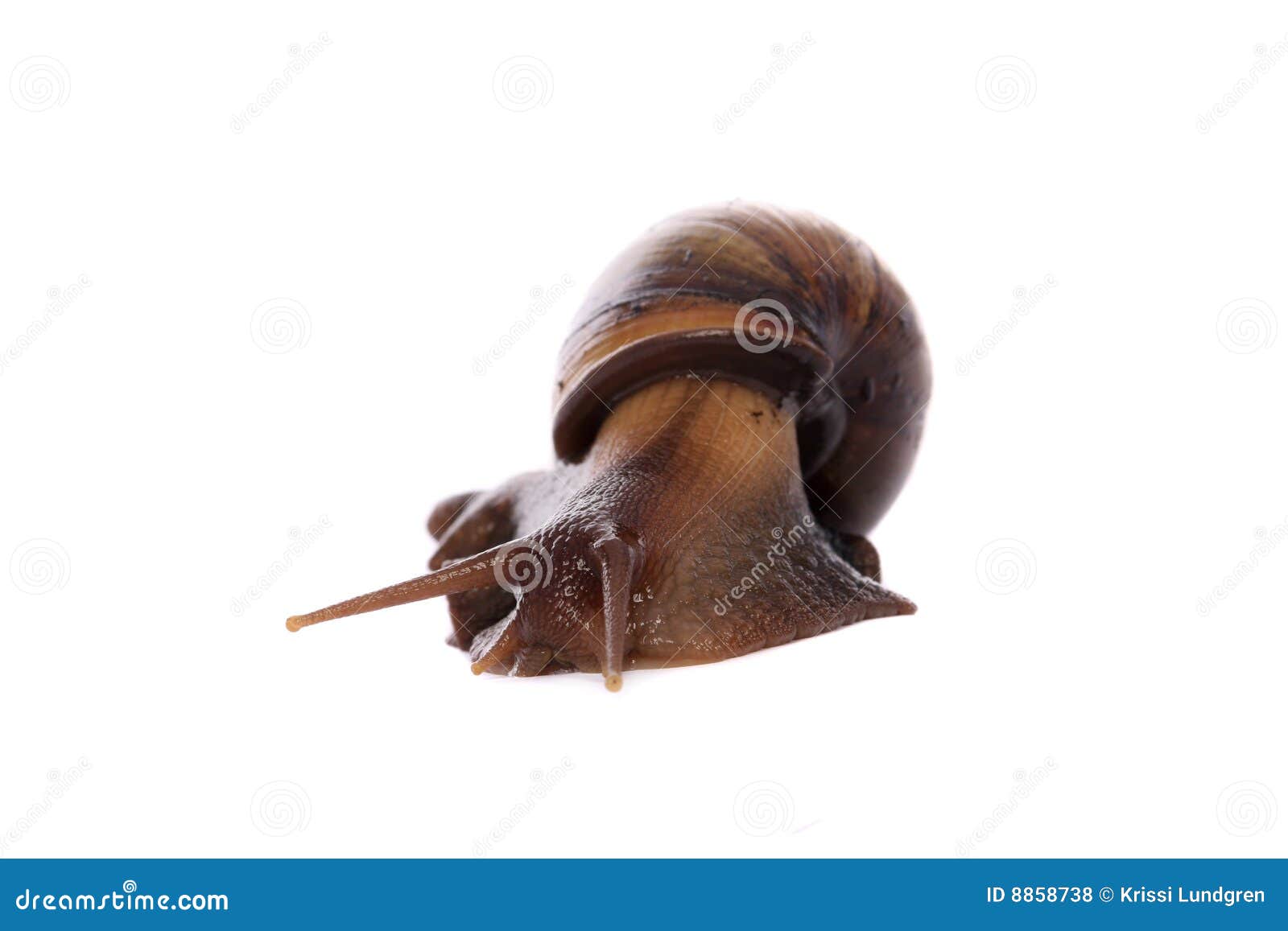 De Afrikaanse Slak Van Het Land Stock Foto - Image of slak, nave: 8858738