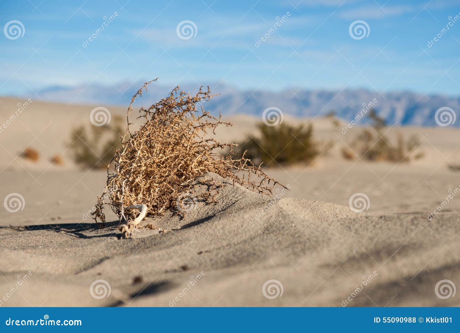 De Amarant Van De Mojavewoestijn Stock Foto - Image of takjes, blazen ...