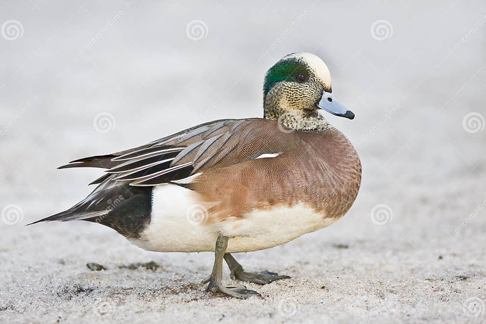 De Amerikaanse Eend Van De Smient - Mannetje Stock Afbeelding - Image ...