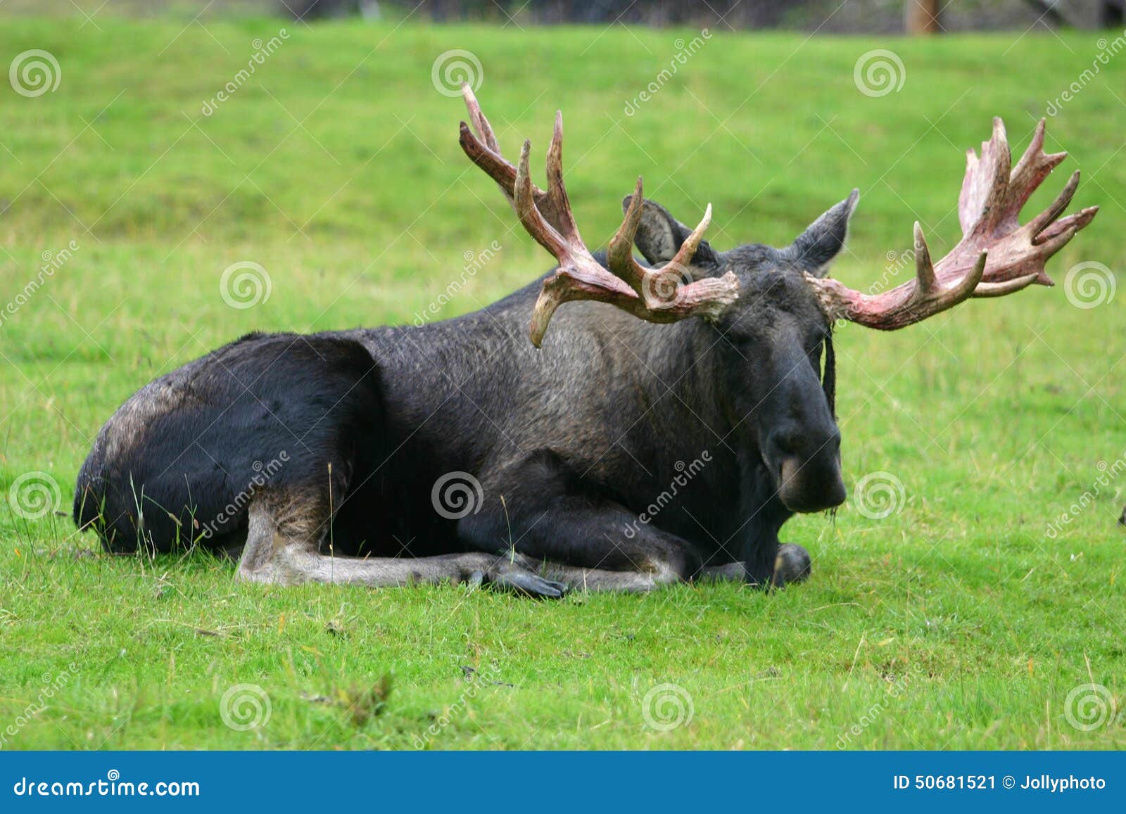 De Amerikaanse Elanden Van Alaska Yukon Stock Afbeelding - Afbeelding ...