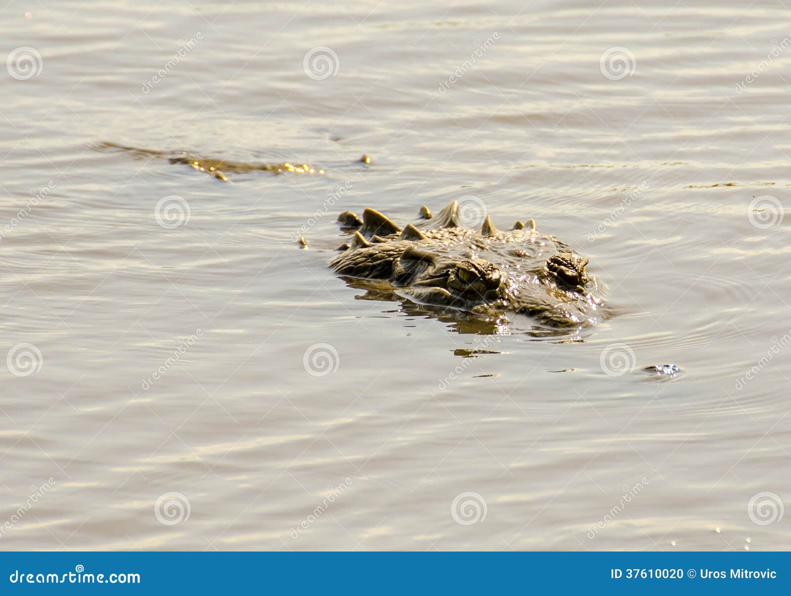 DE AMERIKAANSE KROKODIL ZWEMT in RIVIER Stock Foto - Image of costa ...