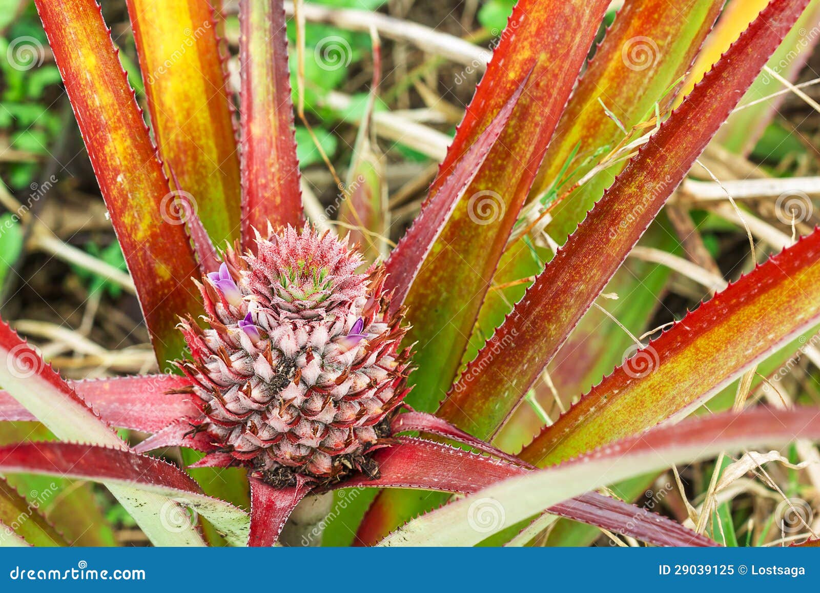 De Ananas Van De Baby Nog Op Boom Stock Afbeelding - Image of landbouw ...