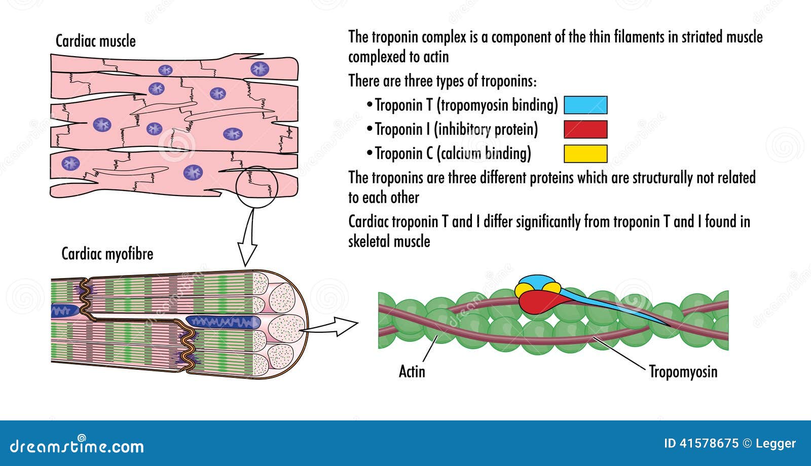 De Anatomie En De Functie Van De Hartspier Vector Illustratie ...