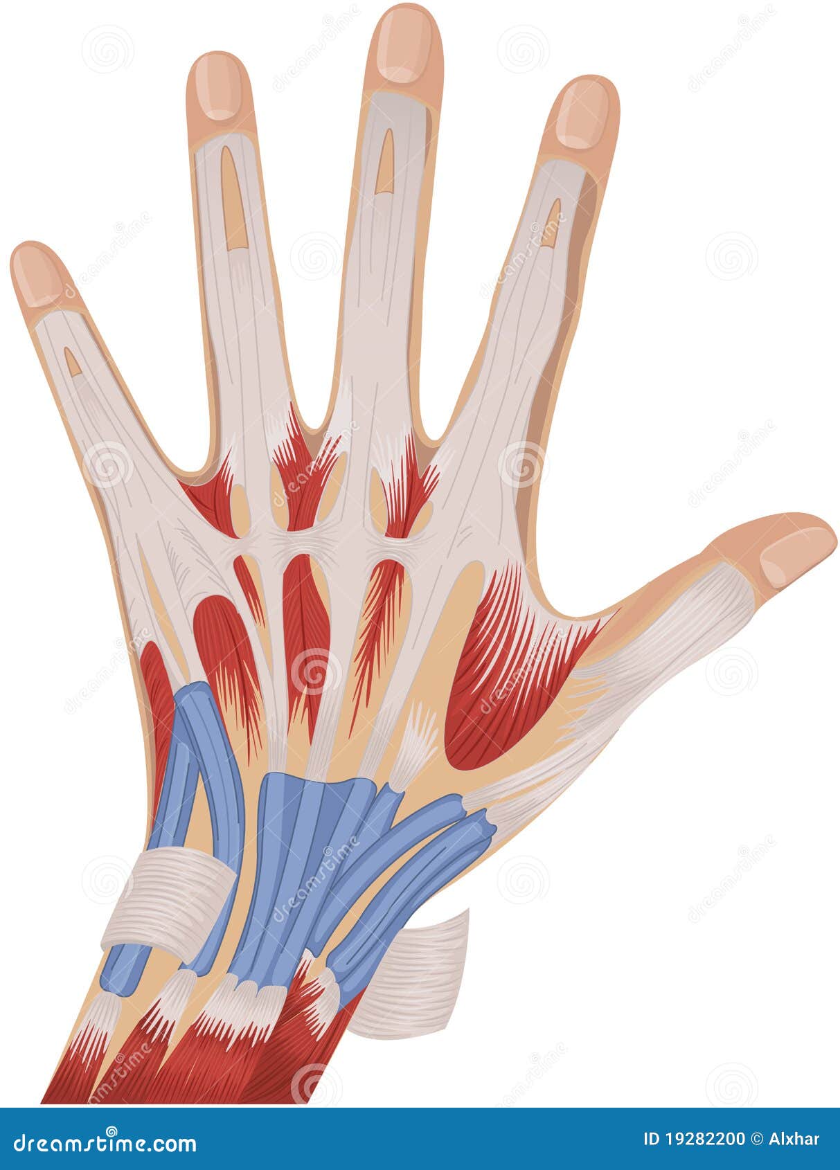 Anatomie Van De Menselijke Hand