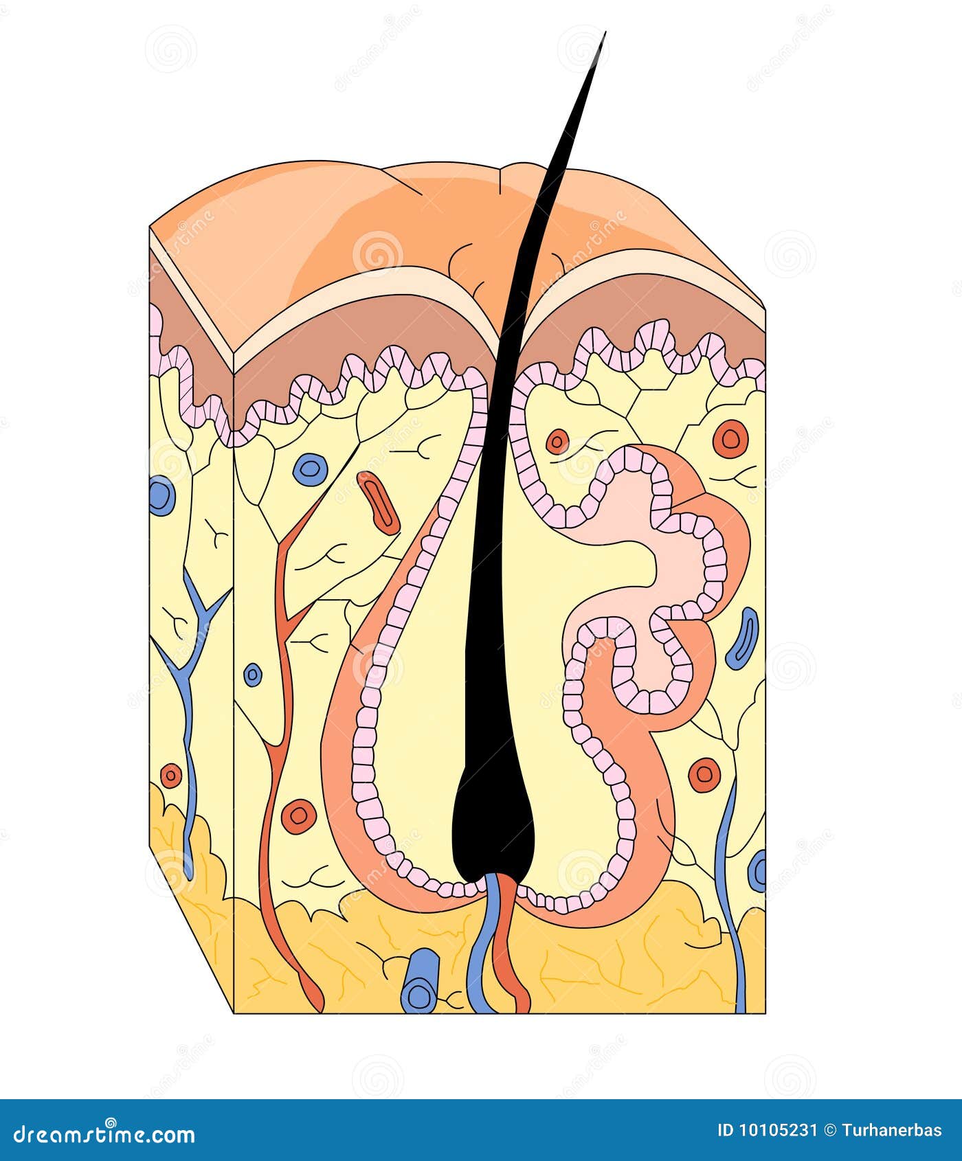 De anatomie van de huid vector illustratie. Illustration of vezel ...