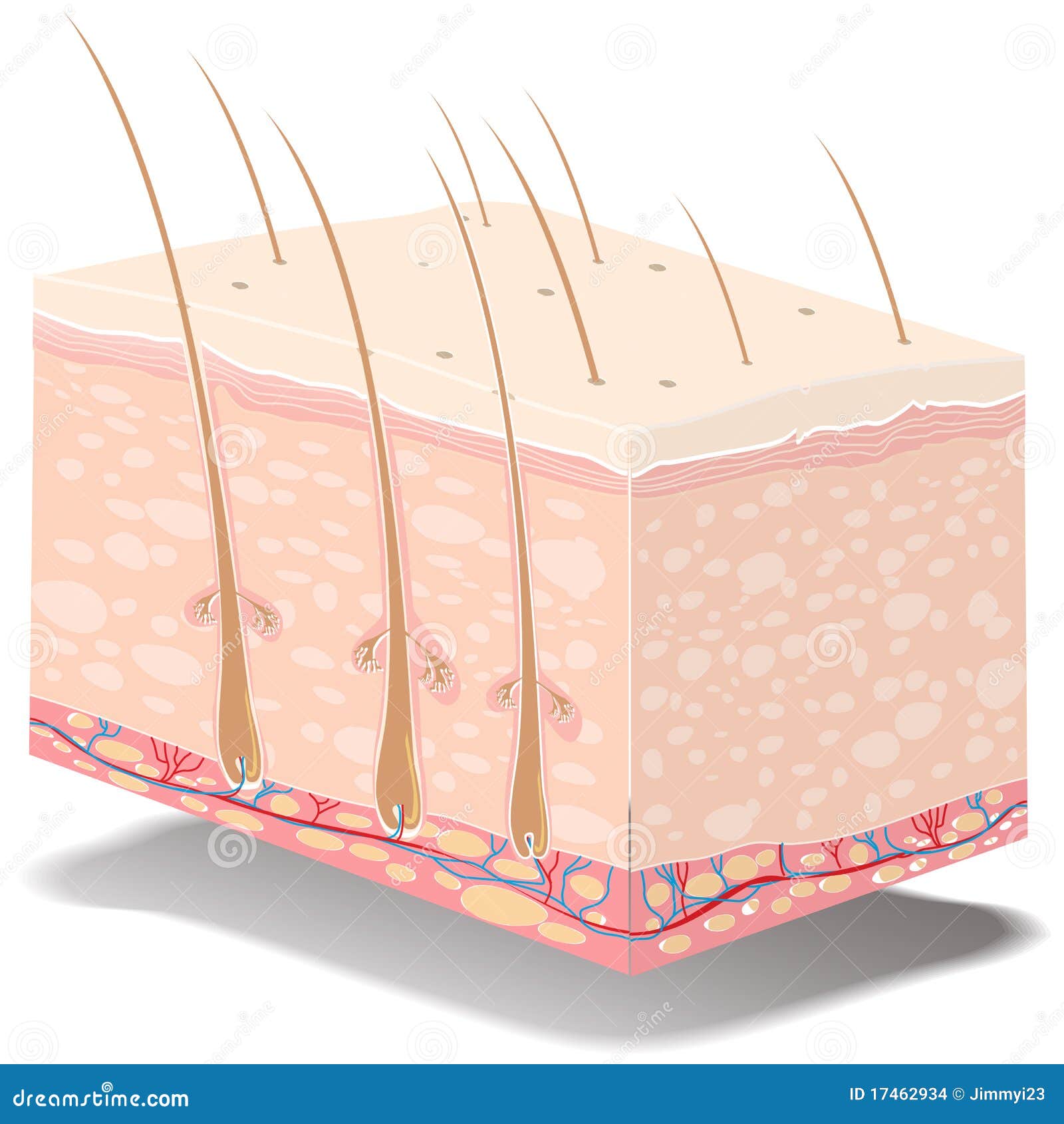 De anatomie van de huid vector illustratie. Illustration of ziekenhuis ...