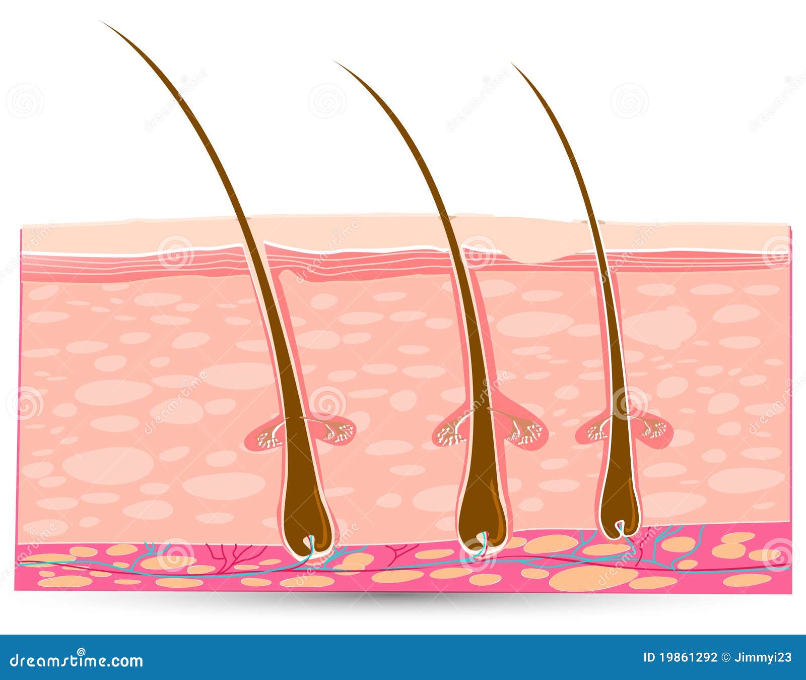 De anatomie van de huid stock illustratie. Illustration of illustratie ...