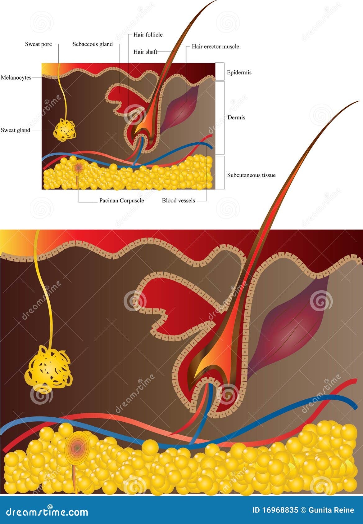 De Anatomie Van De Huid En Van Het Haar Vector Illustratie ...