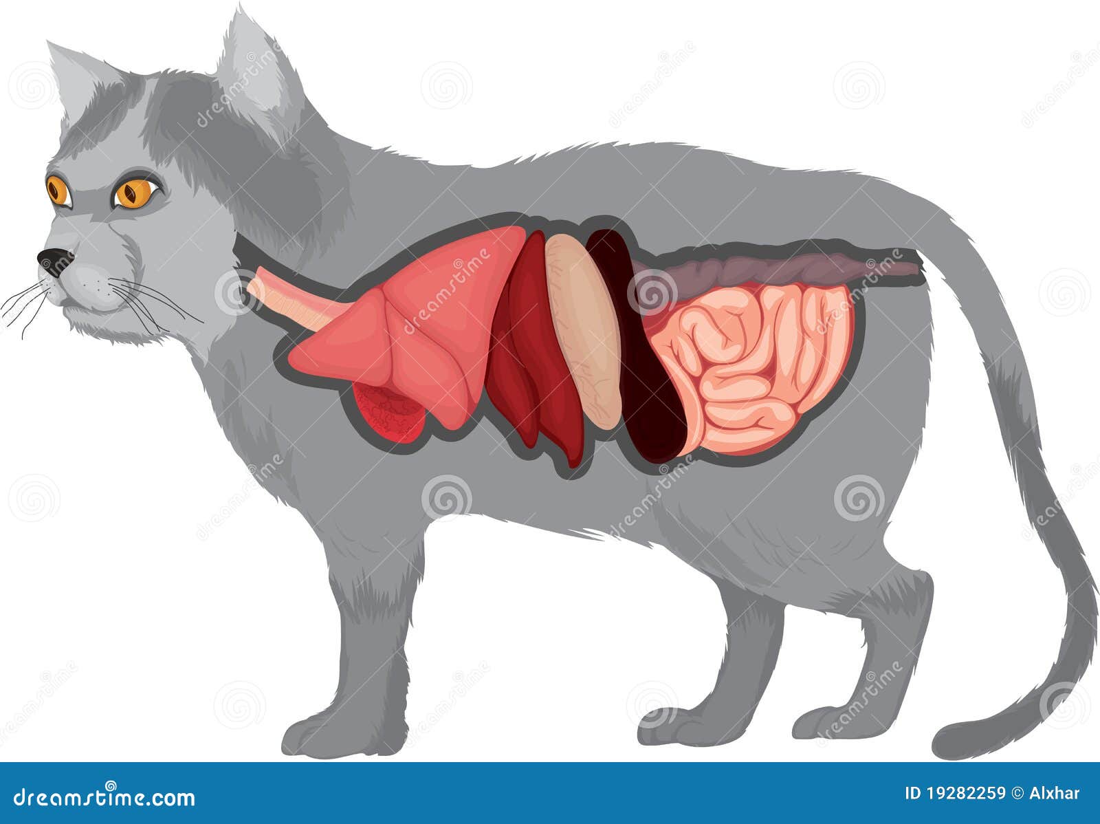 De anatomie van de kat stock illustratie. Illustration of biologie ...