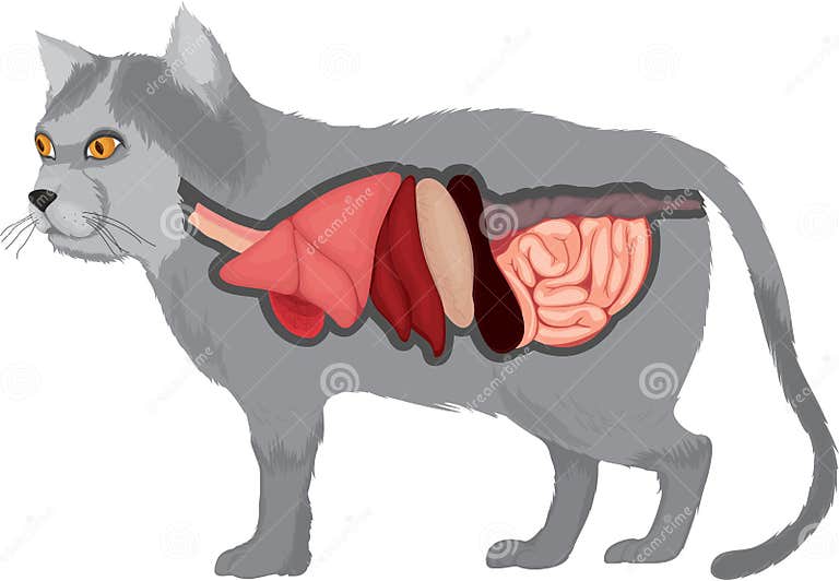 De anatomie van de kat stock illustratie. Illustration of biologie ...