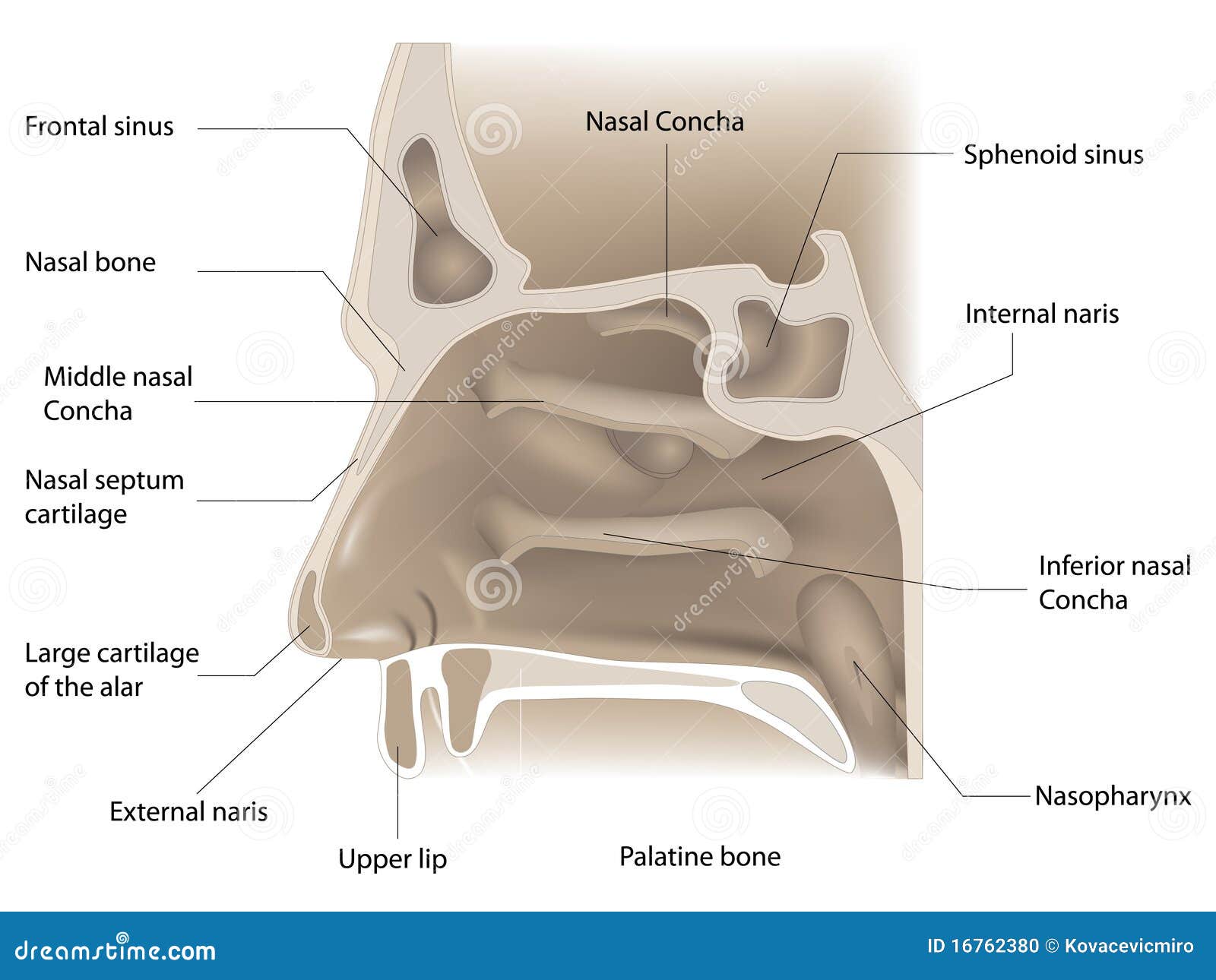 Neusanatomie stock illustratie. Illustratie bestaande uit sinus - 16762380