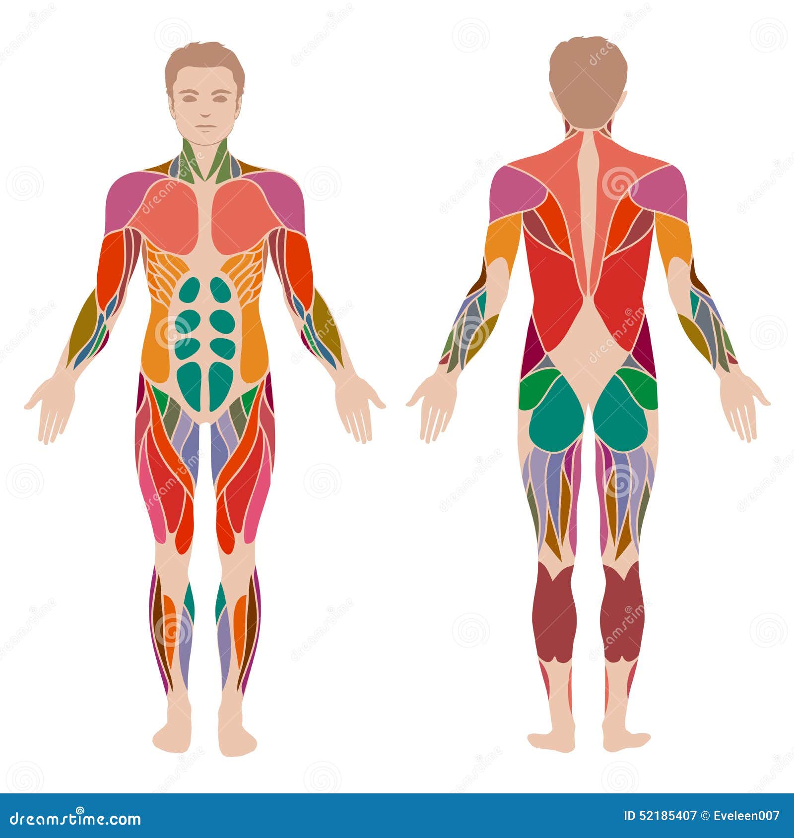 De Anatomie Van De Spiermens, Vector Illustratie - Illustration of ...