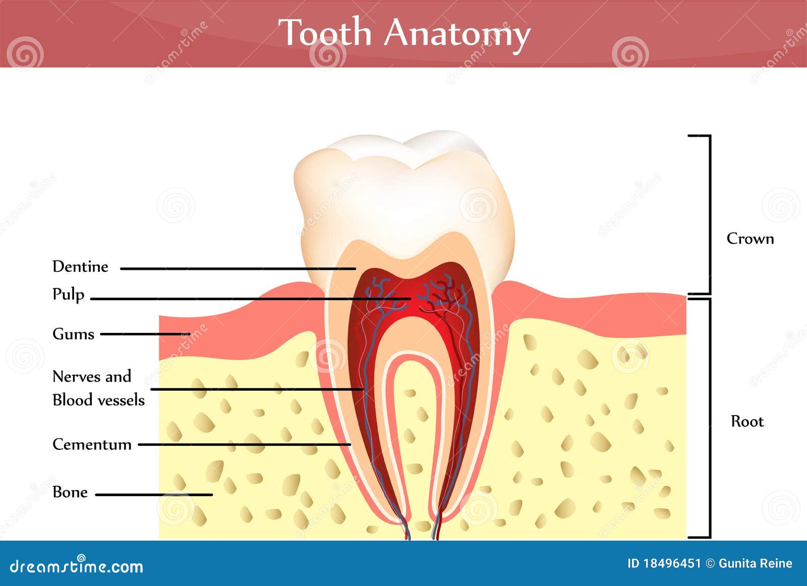De anatomie van de tand vector illustratie. Illustration of moeilijk ...
