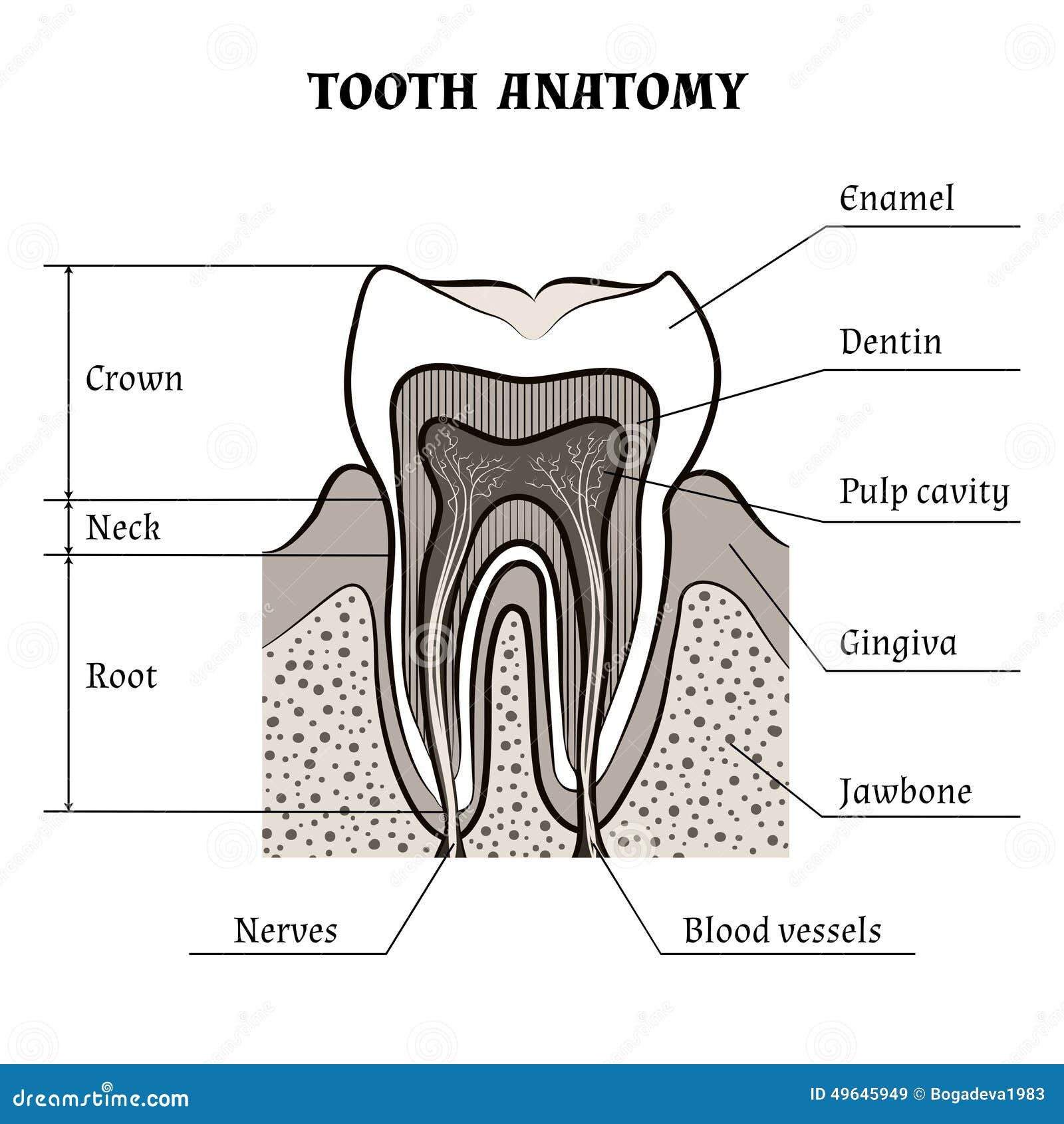 De anatomie van de tand vector illustratie. Illustration of ...