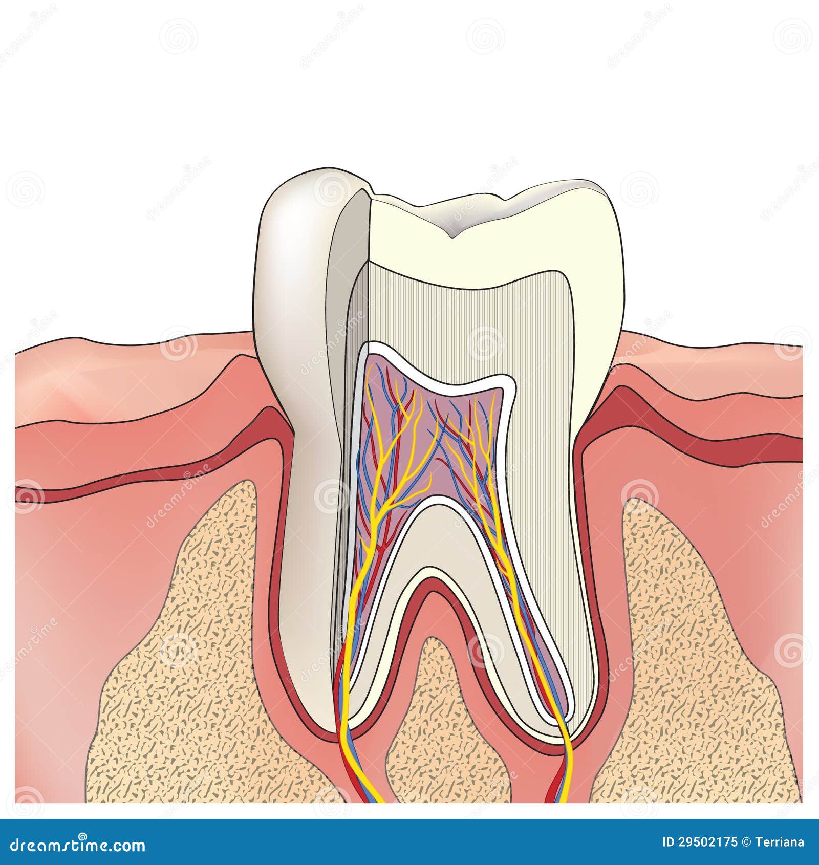 De Anatomie Van De Tand. Vector Illustratie. Vector Illustratie ...