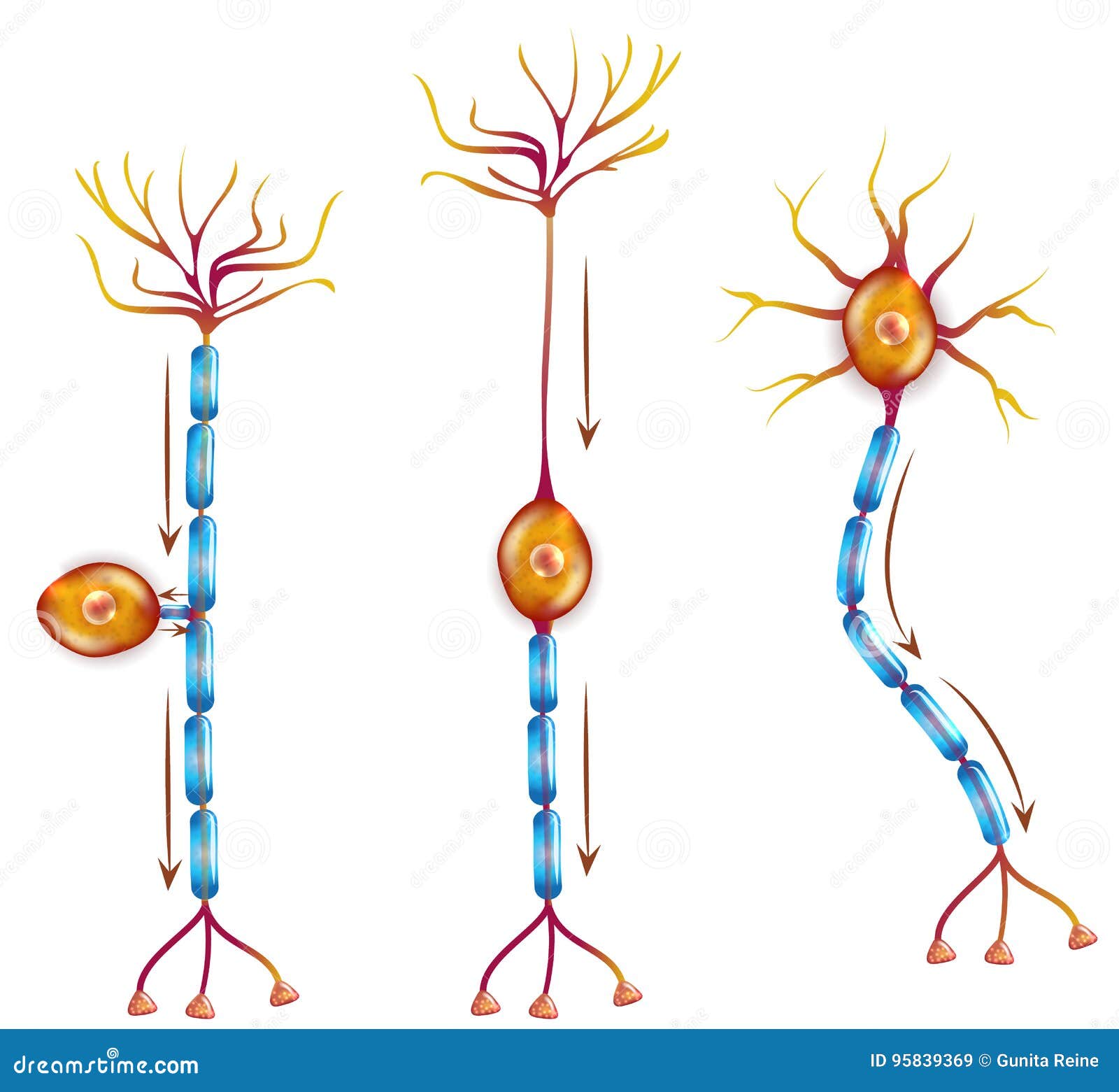 De Anatomie Van De Zenuwcel Vector Illustratie - Illustration of koord ...