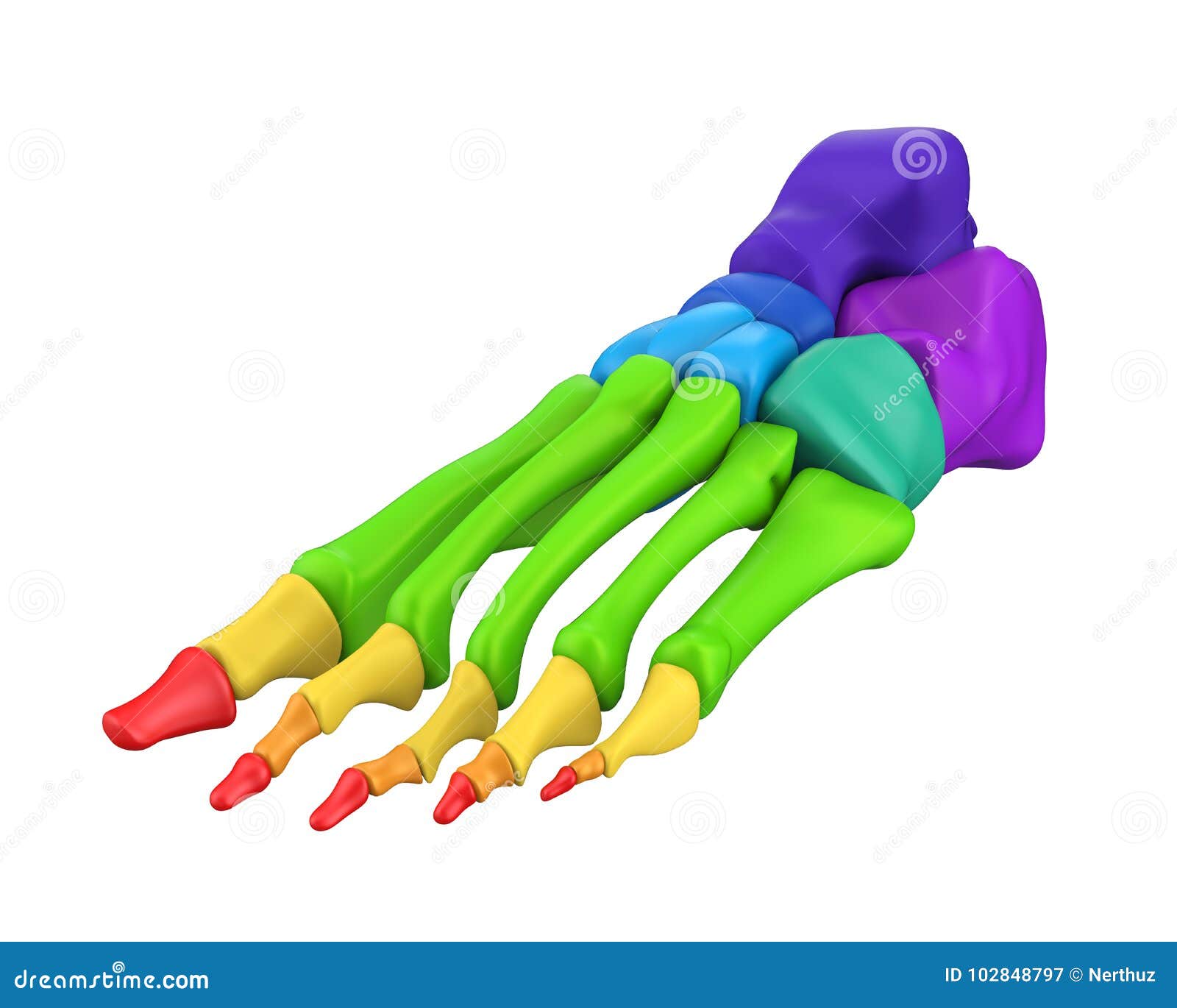 De Anatomie Van Voetbeenderen Stock Illustratie - Illustration of ...