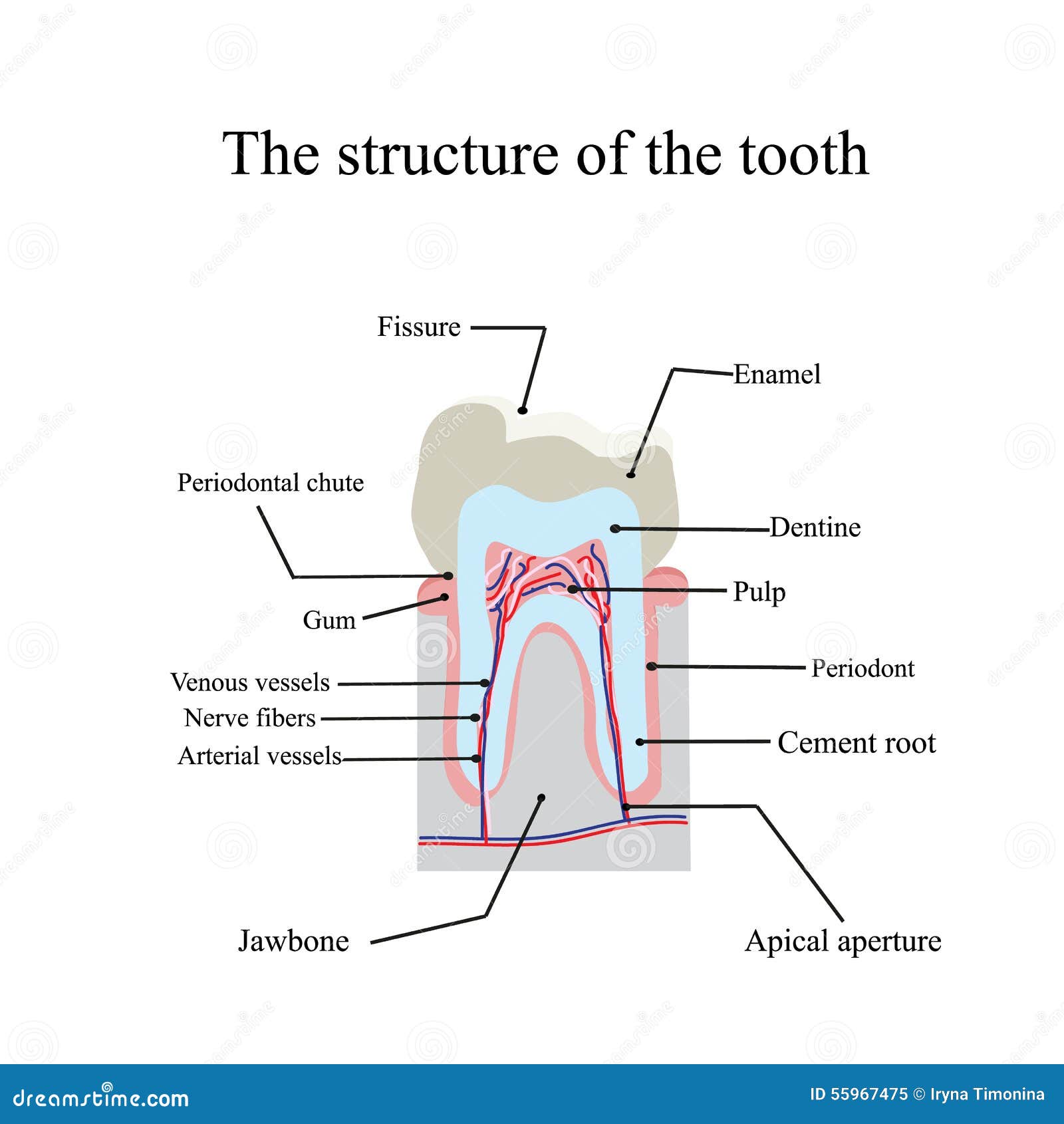 De Anatomische Structuur Van De Tand Op Vector Illustratie ...