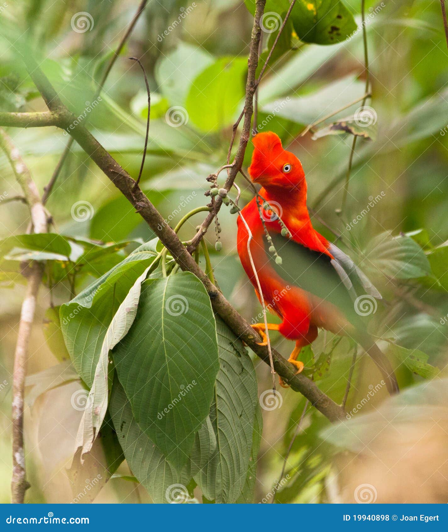 De Andes haan-van-de-Rots stock foto. Image of persen - 19940898