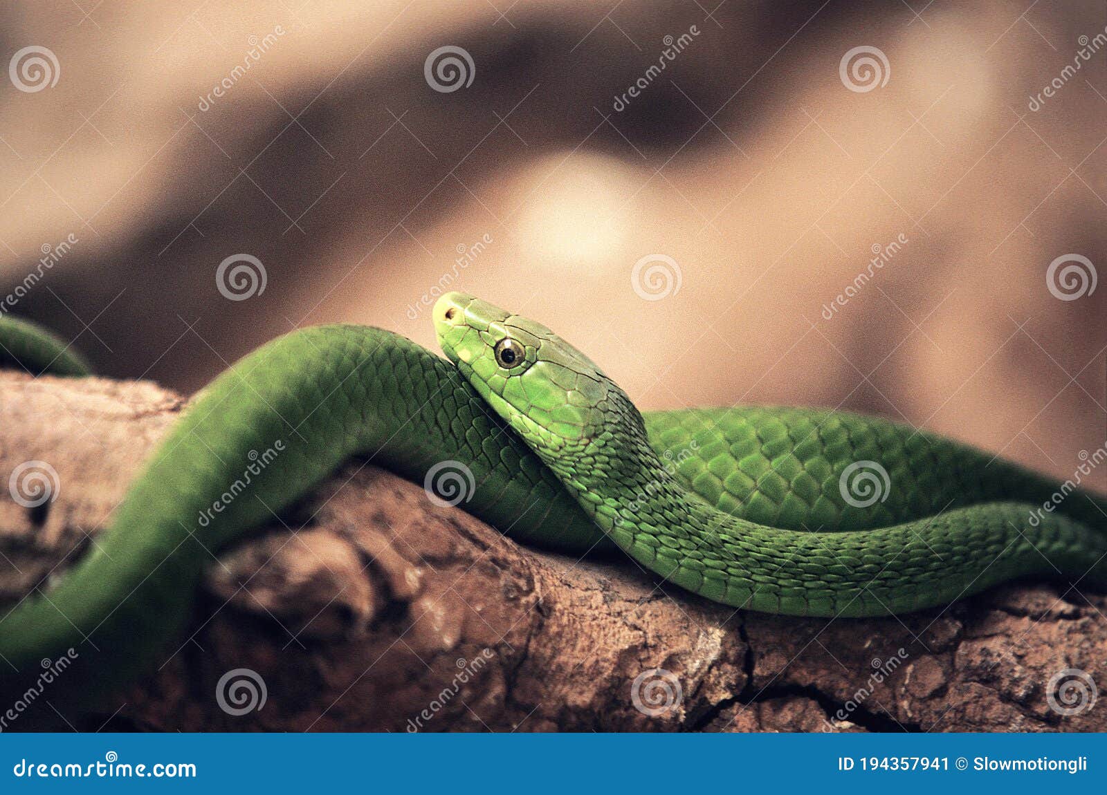 De Angusticeps Dendroaspis De Mamba Verte Sur La Branche Image stock ...