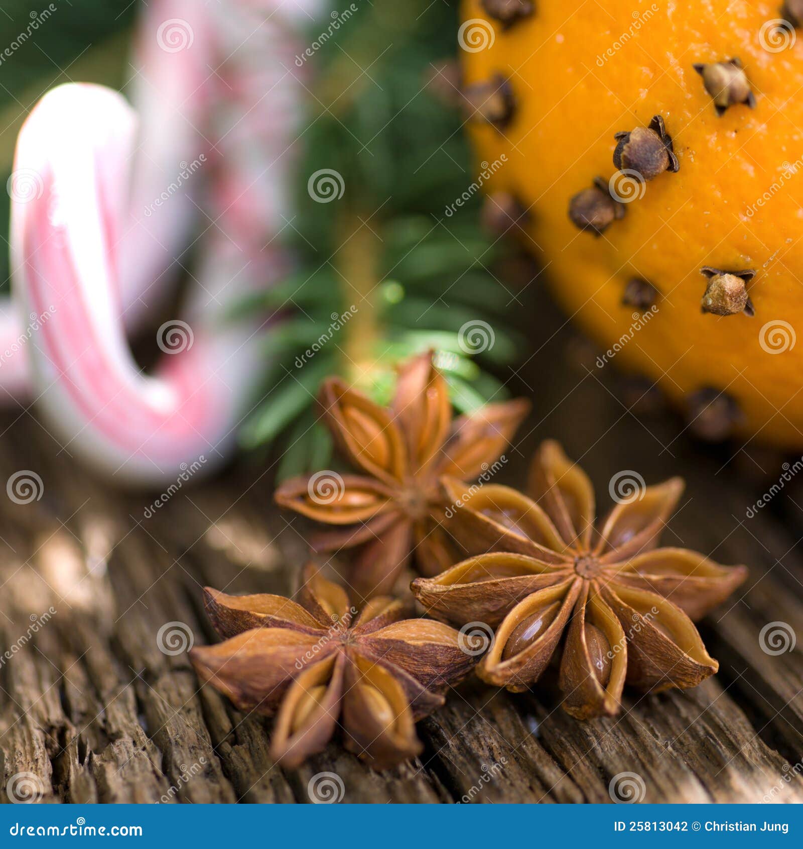 De anijsplant van de ster stock foto. Image of anijs - 25813042