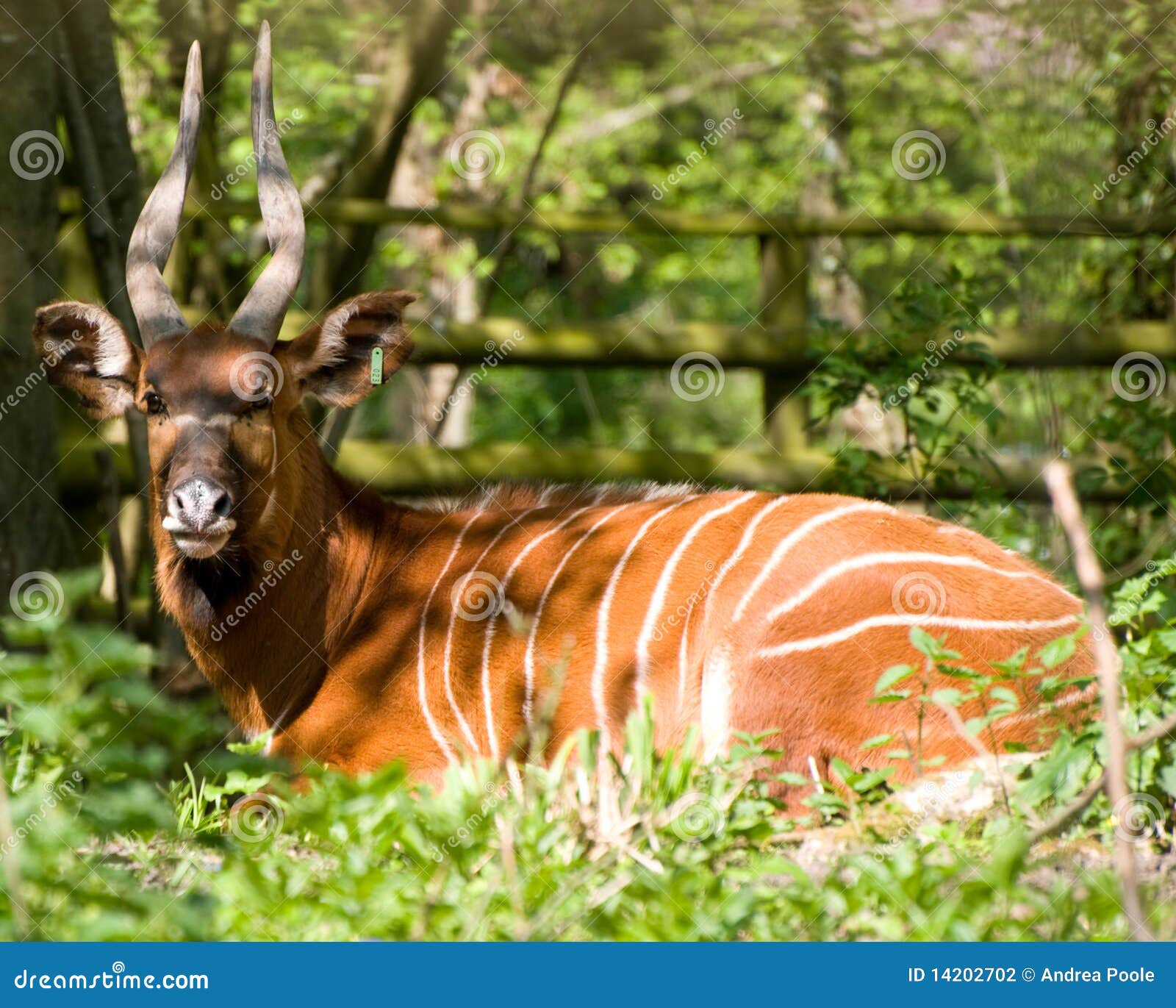 De Antilope Van De Elandantilope Stock Foto - Image of land, dier: 14202702