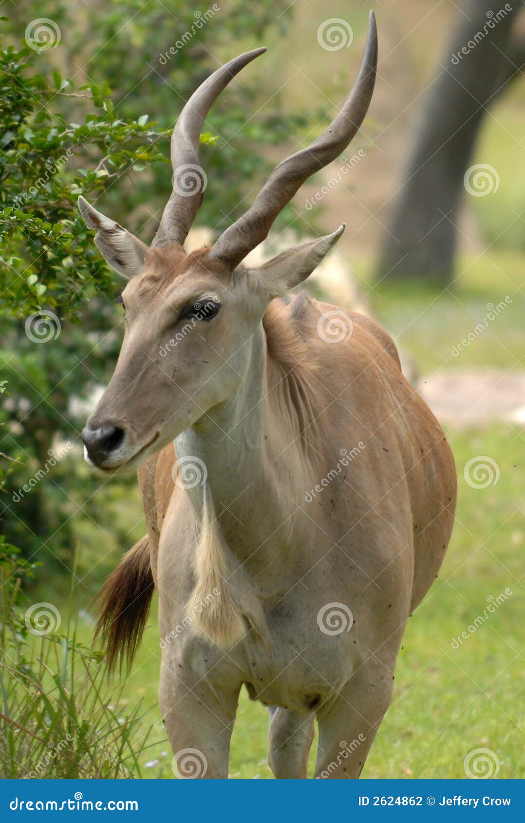 De Antilope Van De Elandantilope Stock Foto - Image of eten, dier: 2624862