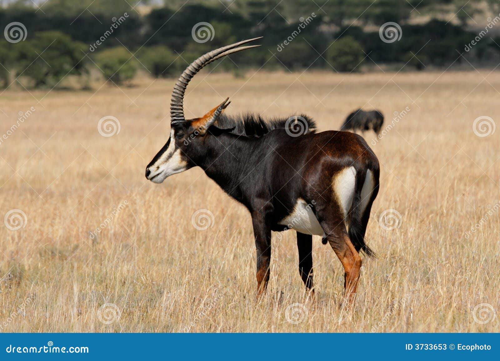 De Antilope Van De Sabelmarter Stock Afbeelding - Image of leefgebied ...