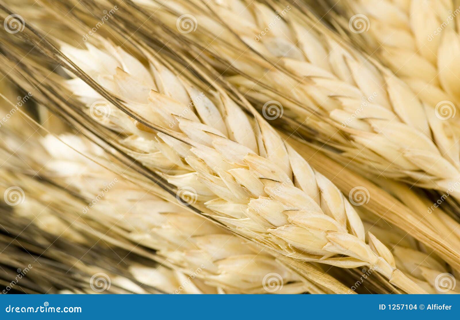 De aren van de tarwe stock foto. Image of secties, macro - 1257104