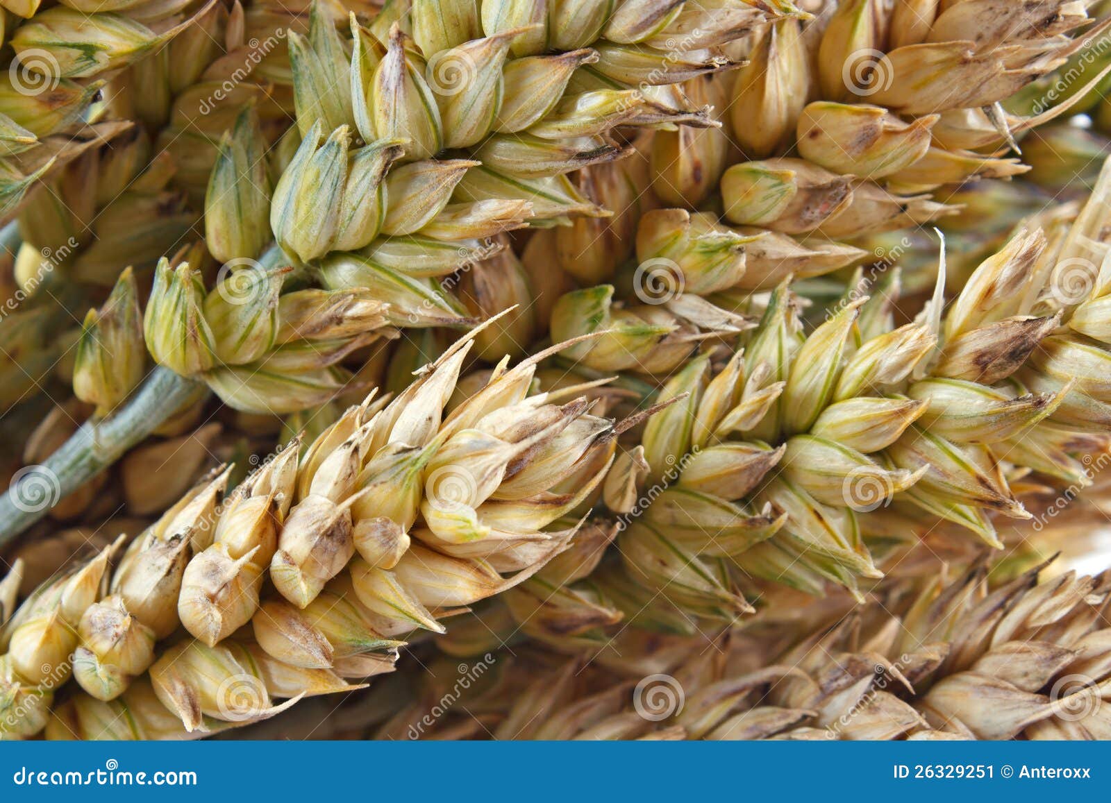 De aren van de tarwe stock afbeelding. Image of zaad - 26329251