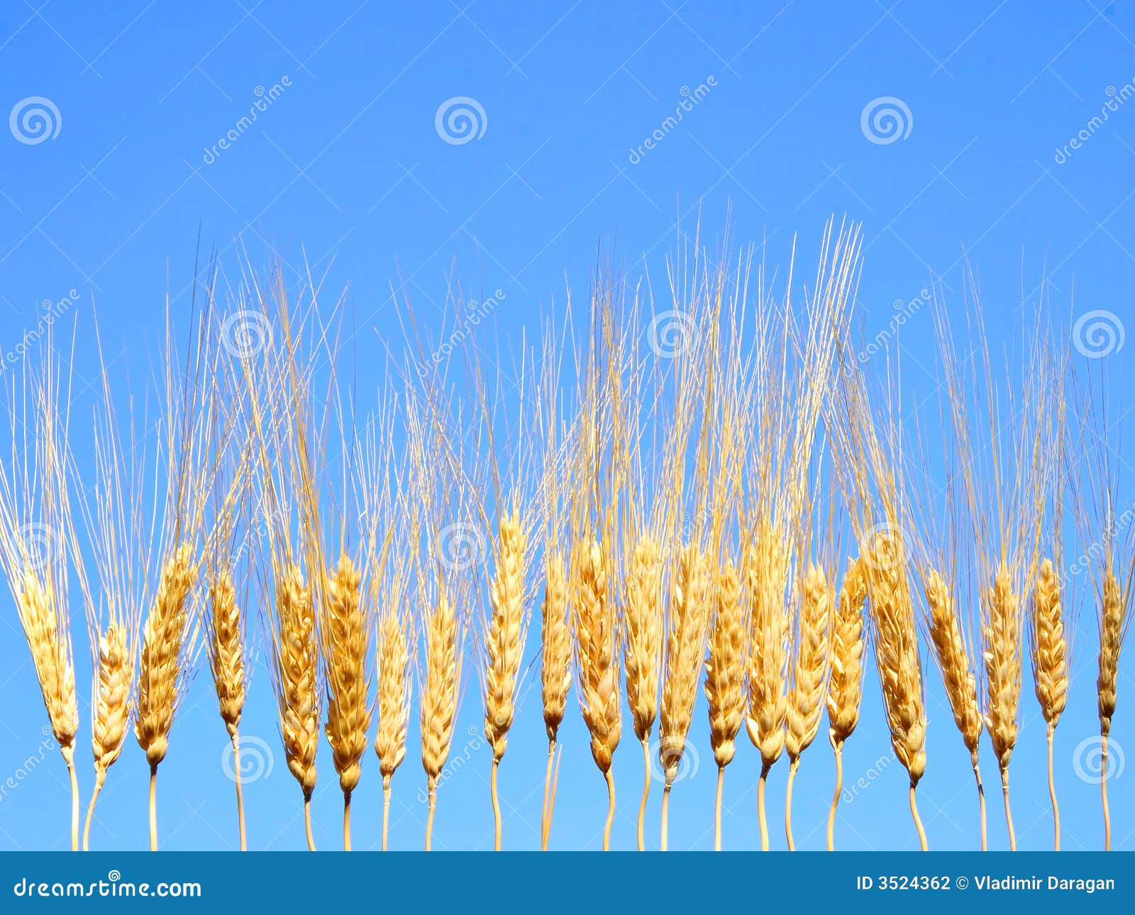 De Aren Van De Tarwe in Ruw Stock Foto - Image of brood ...