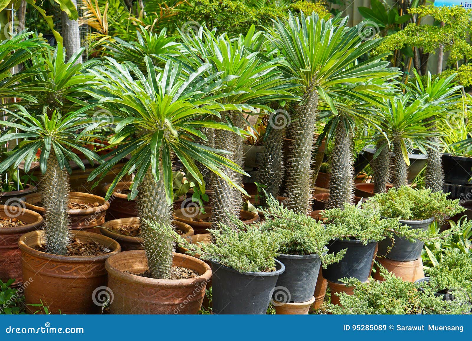 De Aren Van Een Palm Van Madagascar Stock Afbeelding - Image of ...