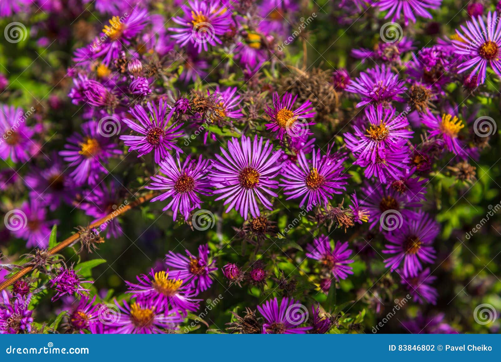 De Aster van New England stock foto. Image of nieuw, wildbloemen - 83846802