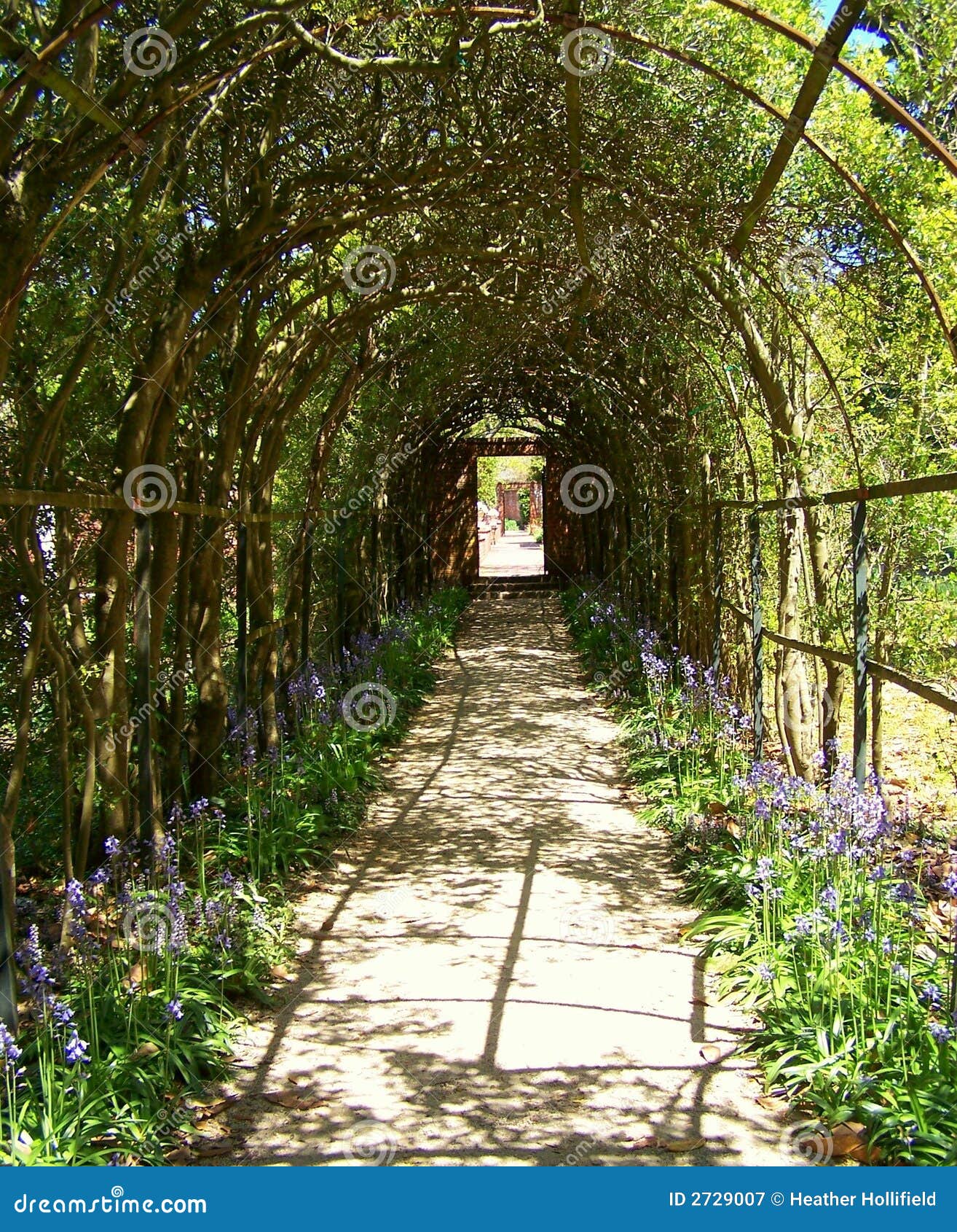 De Astunnel Van De Wijnstok Stock Afbeelding - Image of carolina ...