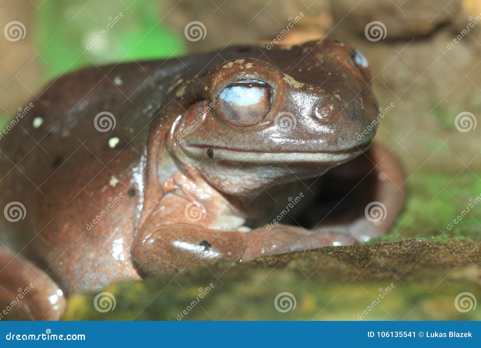 De Australische Groene Kikker Van De Boom Stock Afbeelding - Image of ...