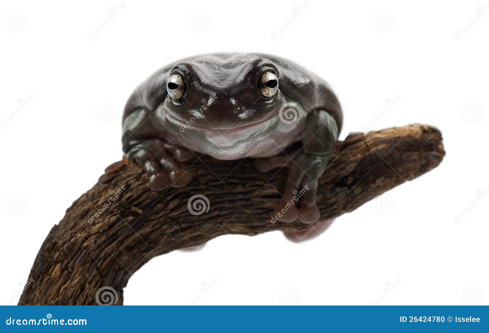 De Australische Groene Kikker Van De Boom Stock Foto - Image of thema ...