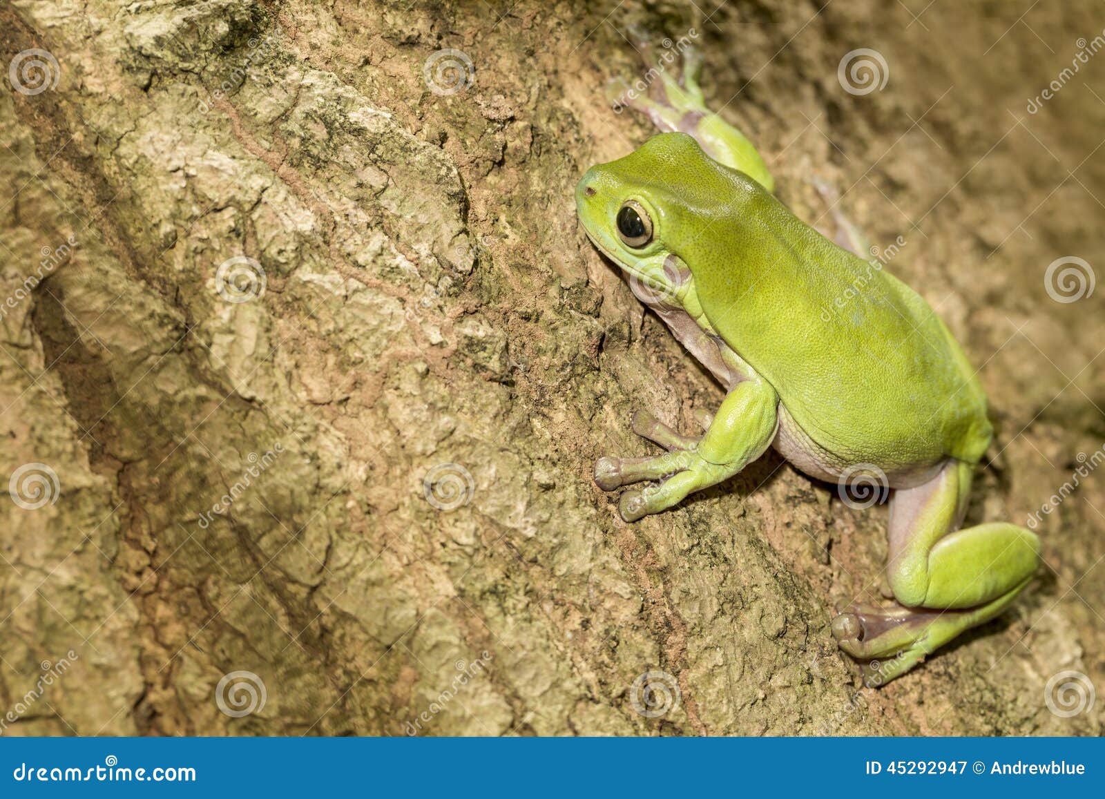 De Australische Groene Kikker Van De Boom Stock Afbeelding - Image of ...