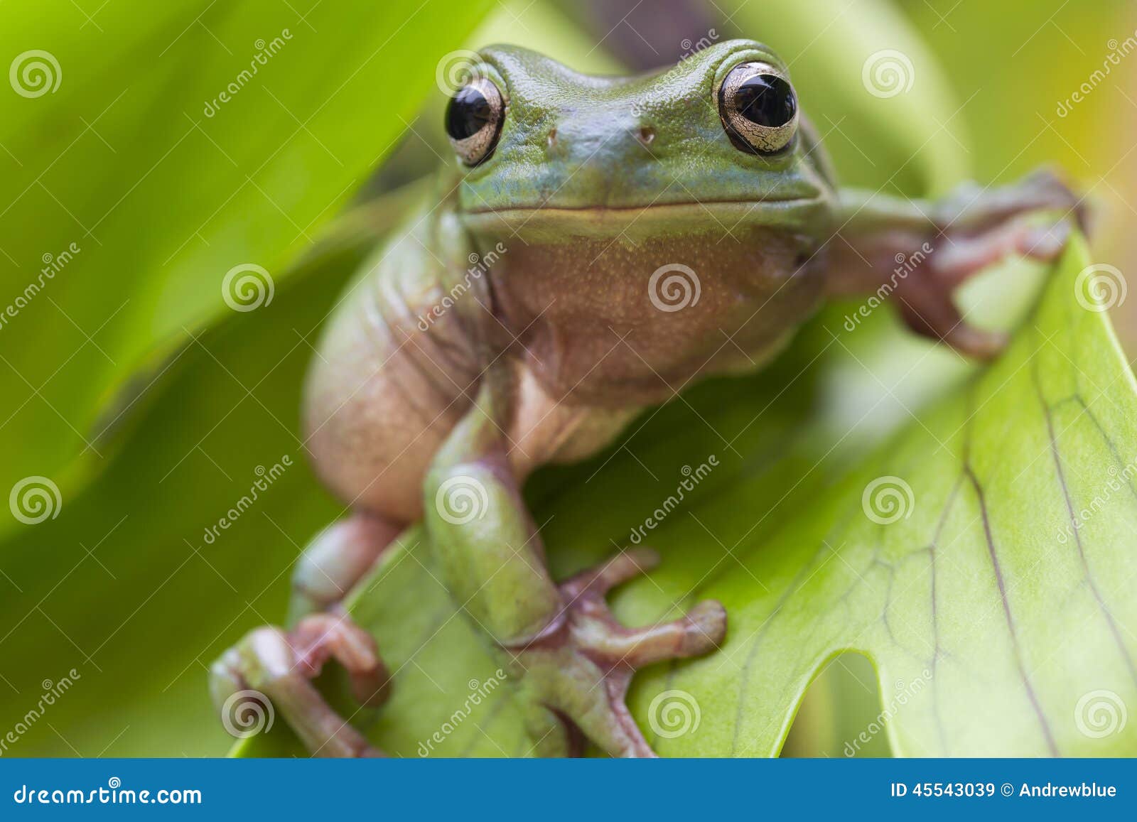 De Australische Groene Kikker Van De Boom Stock Afbeelding - Image of ...