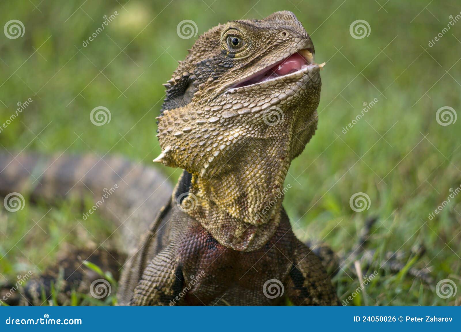 De Australische hagedis. stock foto. Image of australisch - 24050026