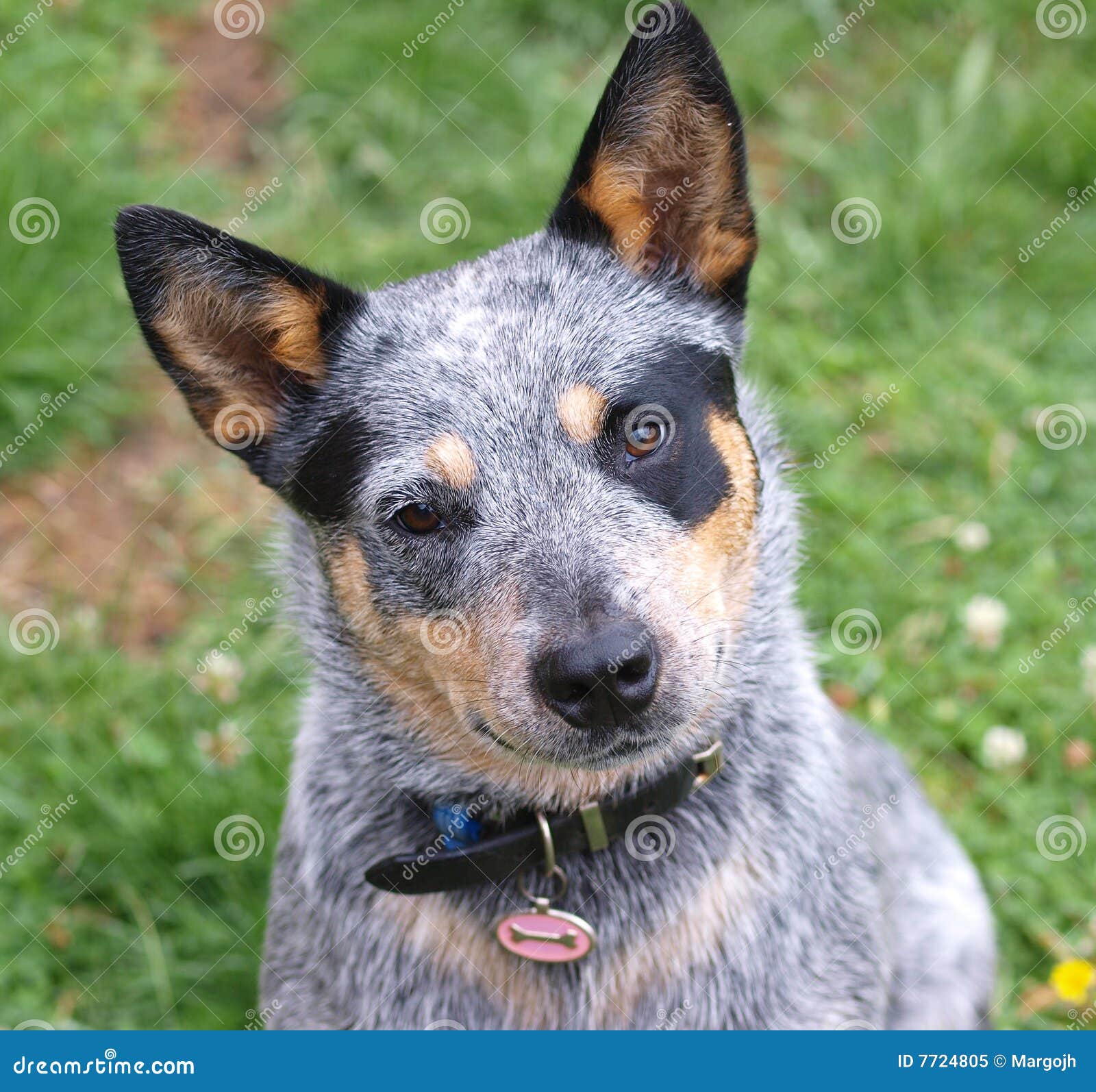 De Australische Hond Van Het Vee Stock Afbeelding - Image of australiër ...