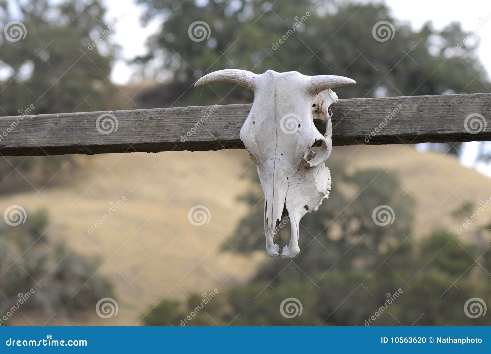 De Authentieke Schedel Van De Koe Van De Boerderij Van De Kerel Stock ...